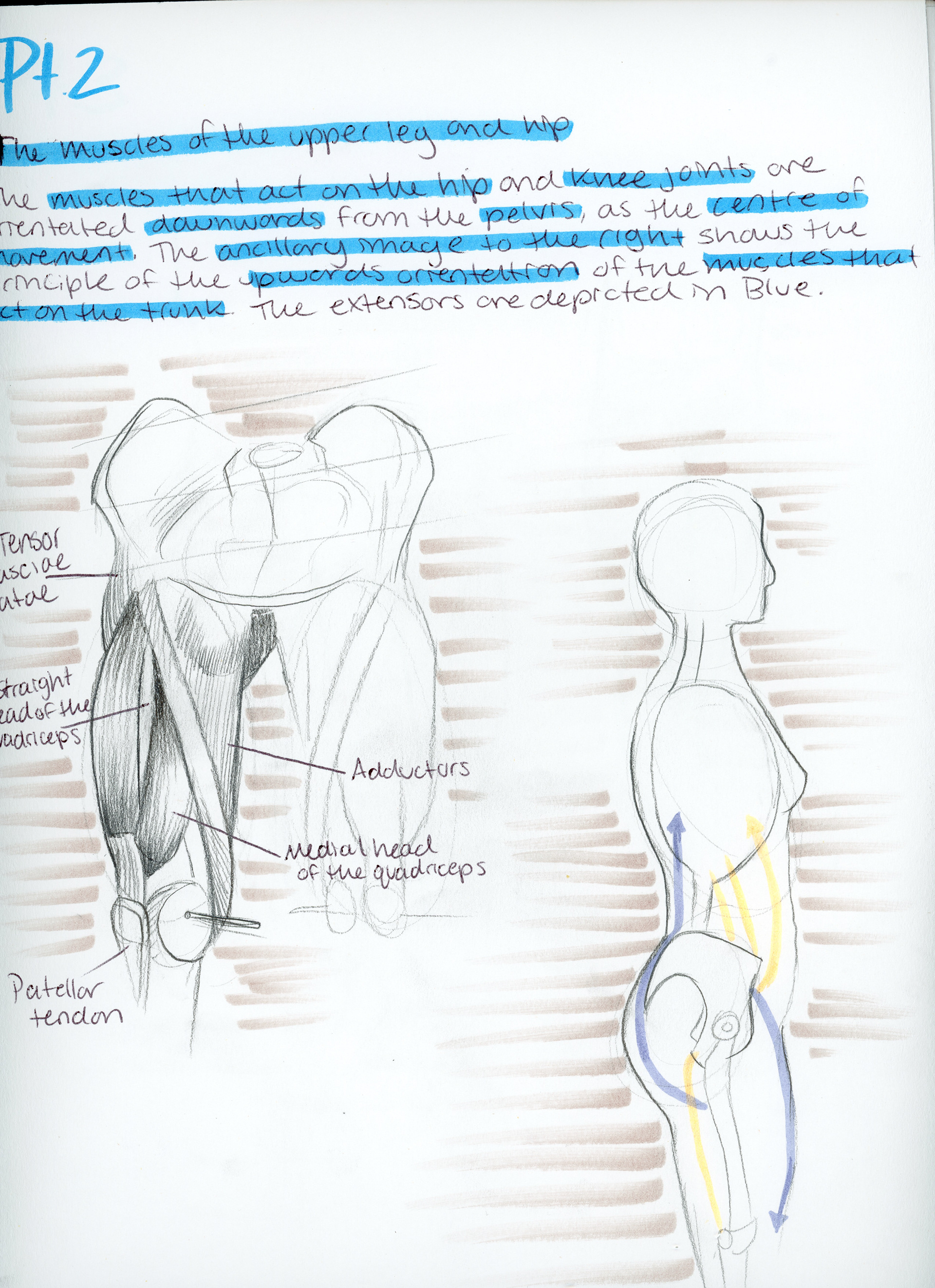 Delaney MeSun Shin - Anatomy Drawings Spring