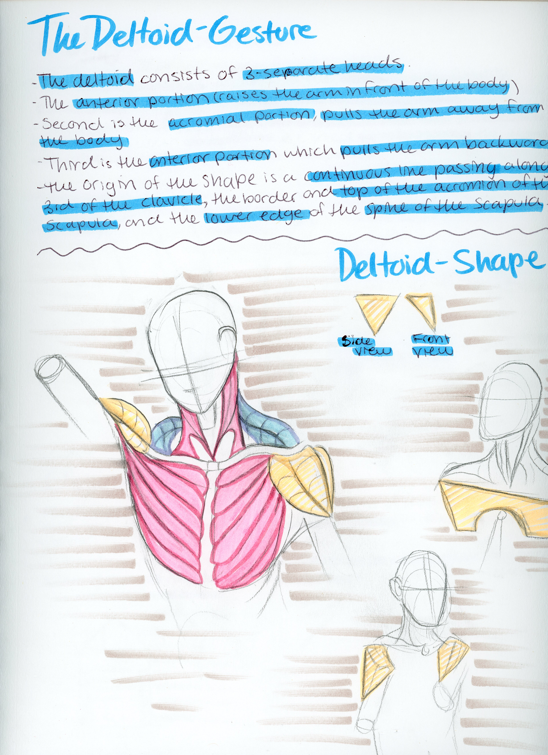 Delaney MeSun Shin - Anatomy Drawings Spring