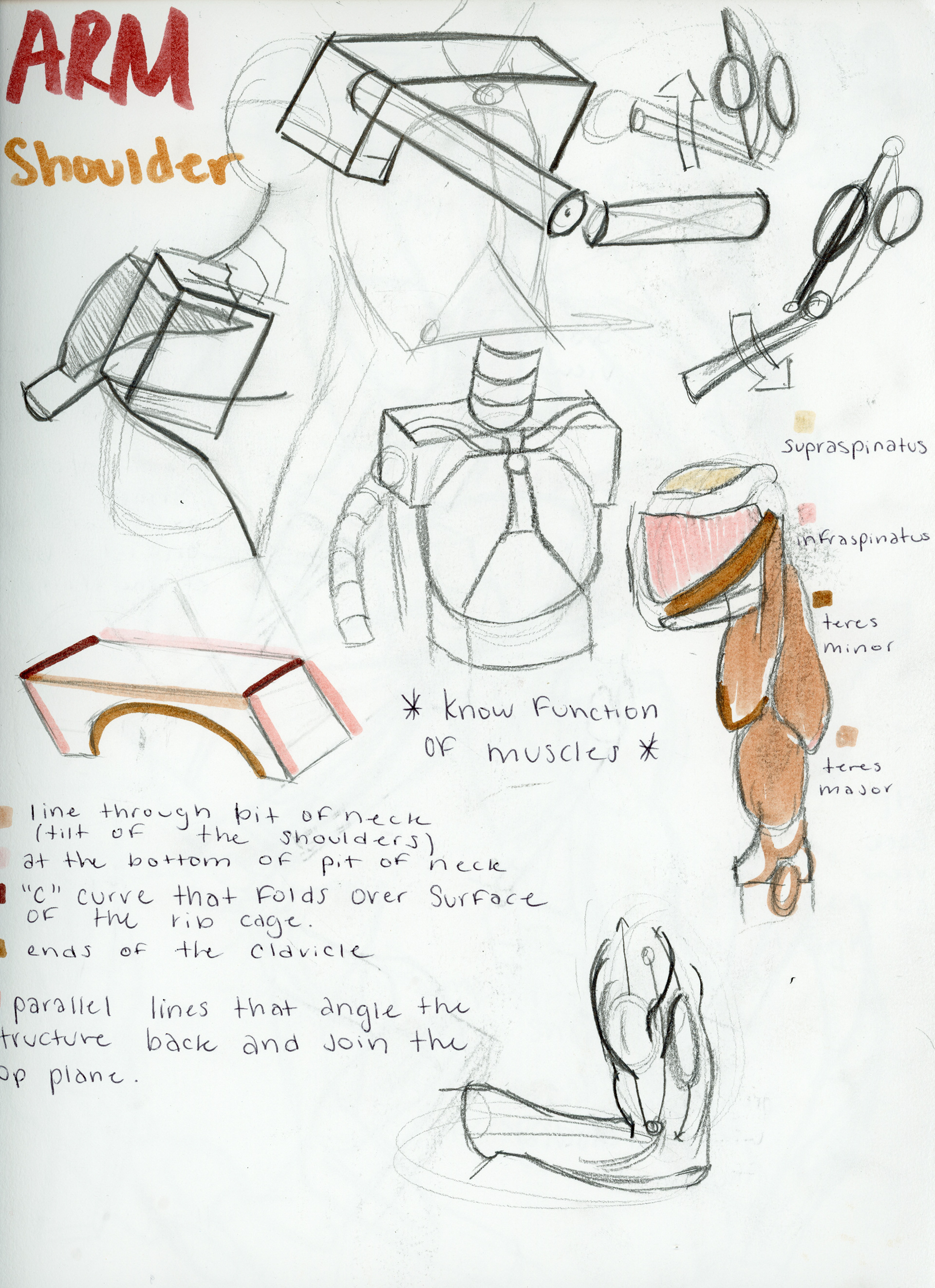 Delaney MeSun Shin - Anatomy Drawings Spring