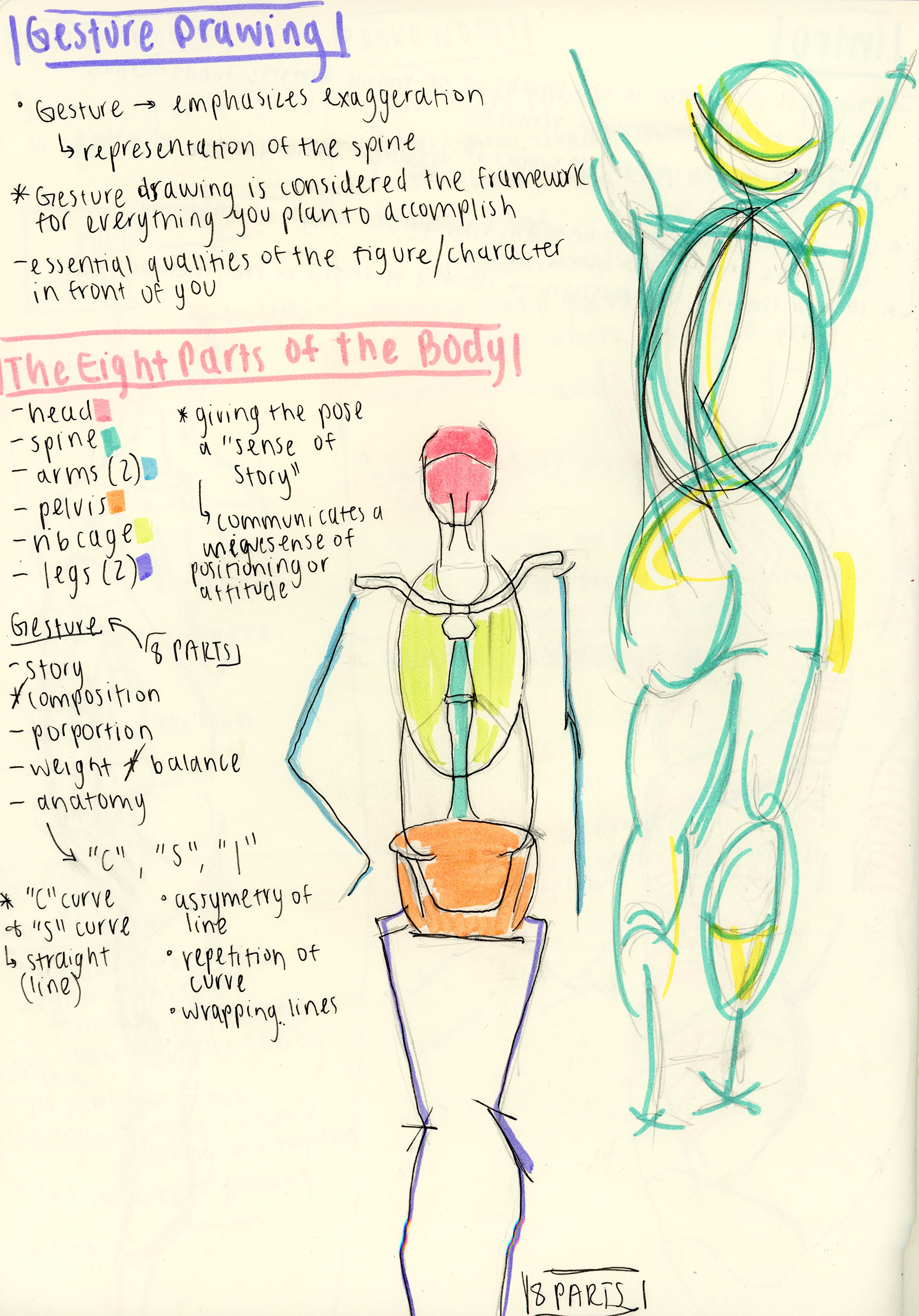 Delaney MeSun Shin - Anatomy Drawings Spring