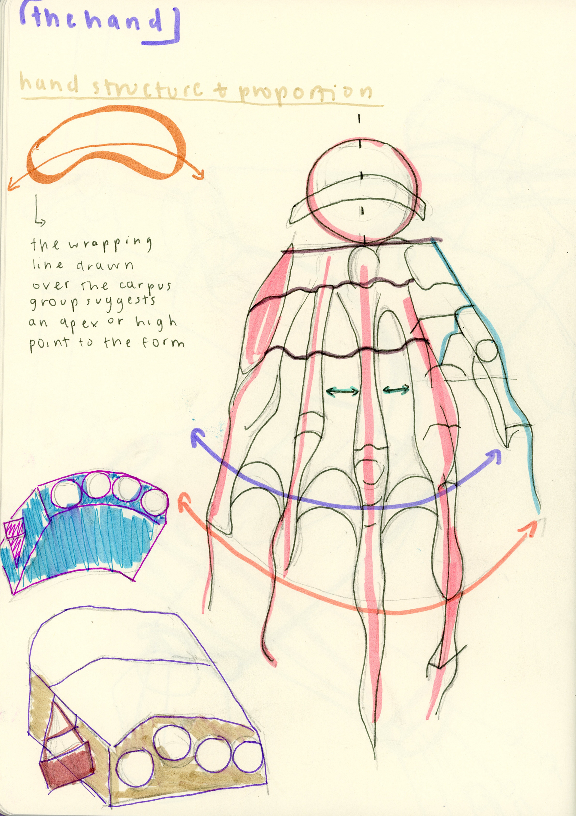 Delaney MeSun Shin - Anatomy Drawings Spring