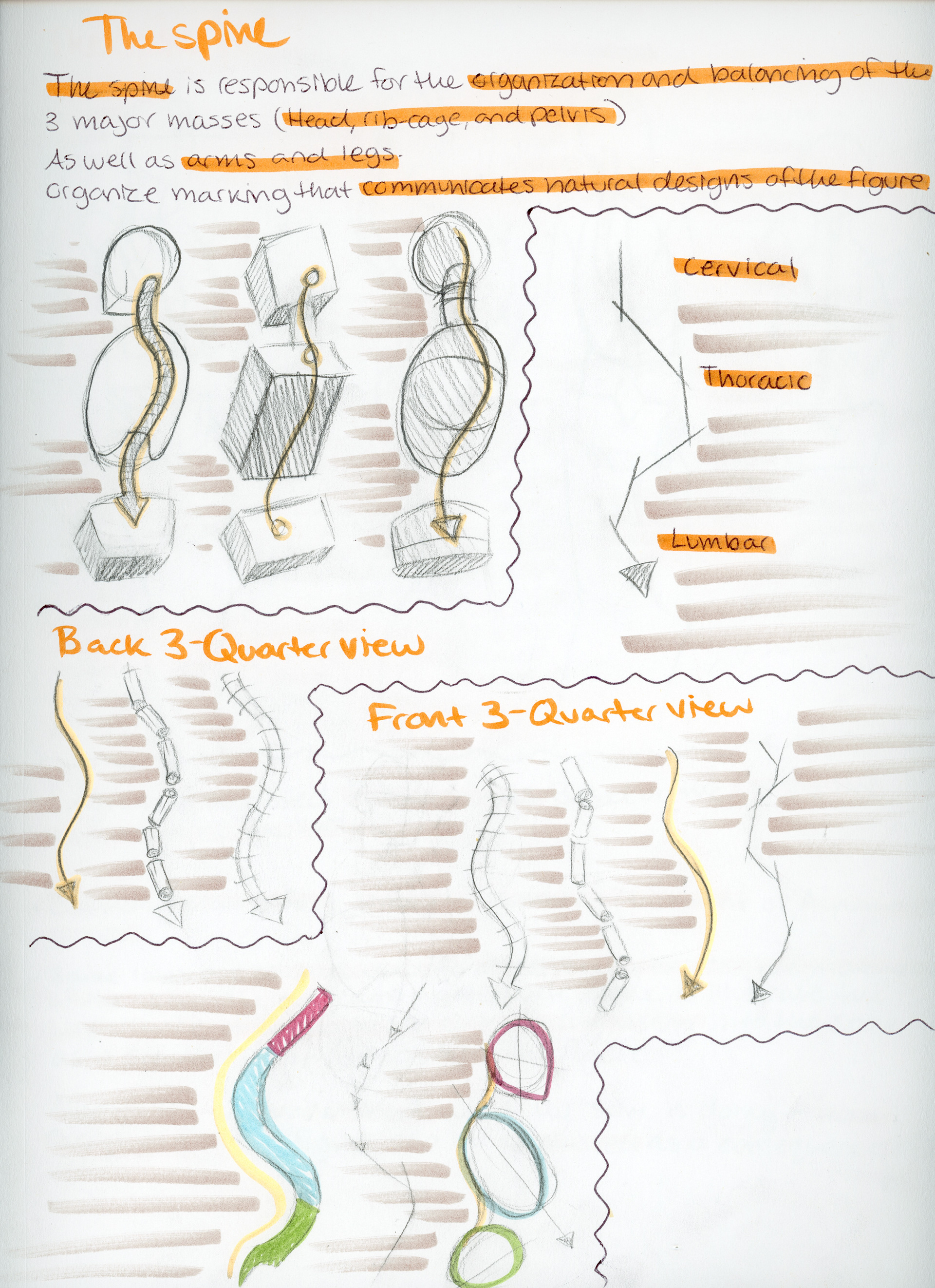 Delaney MeSun Shin - Anatomy Drawings Spring