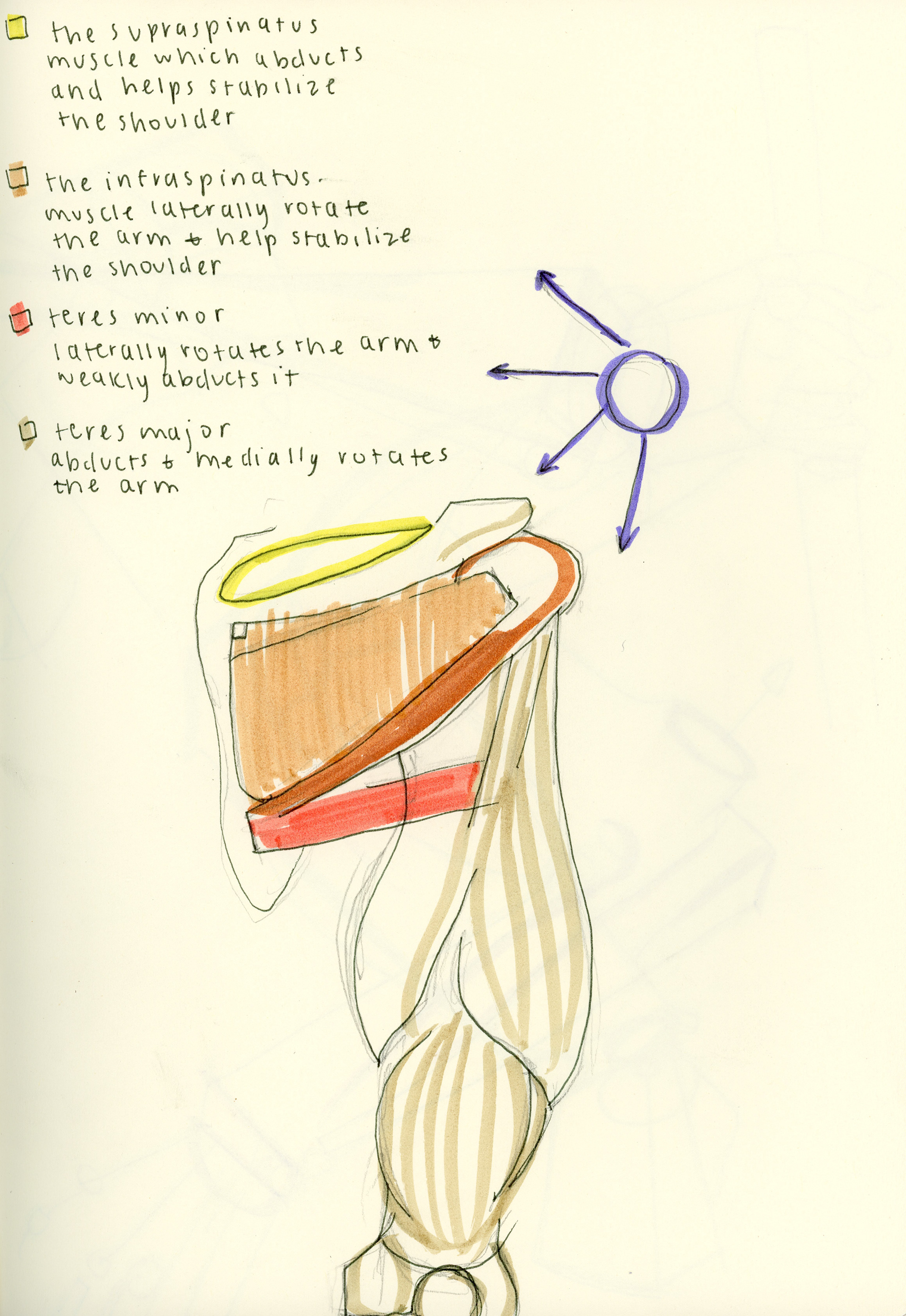Delaney MeSun Shin - Anatomy Drawings Spring
