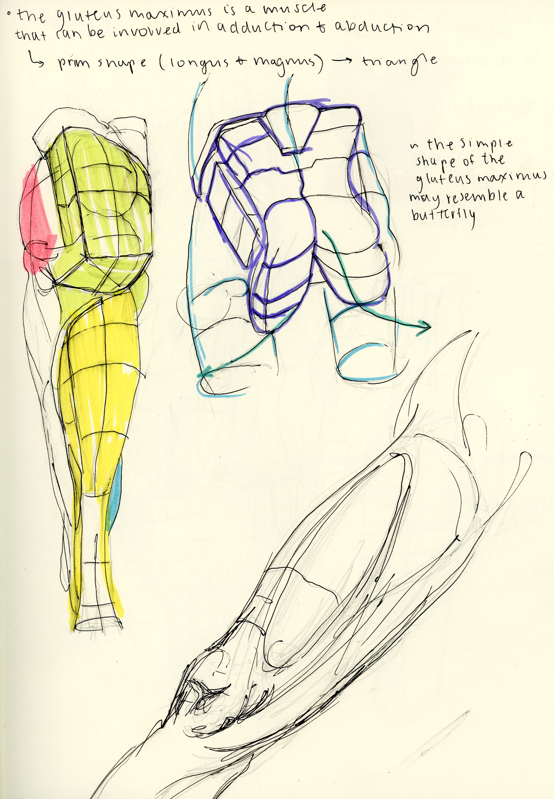 Delaney MeSun Shin - Anatomy Drawings Spring