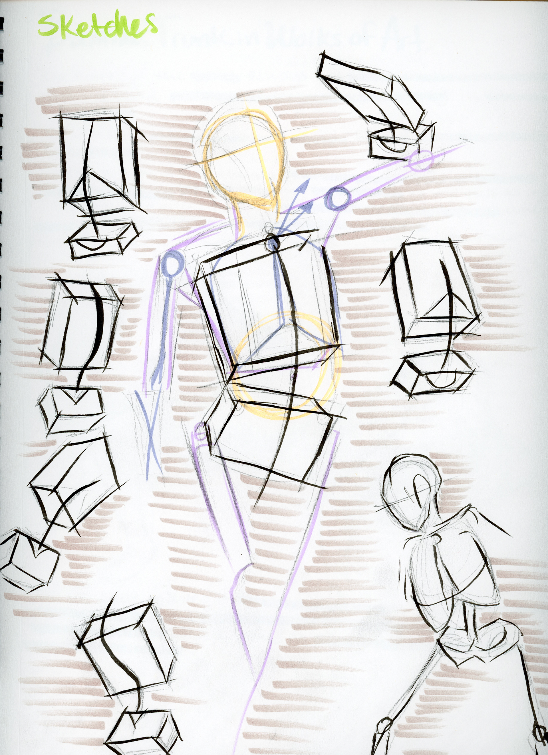 Delaney MeSun Shin - Anatomy Drawings Spring