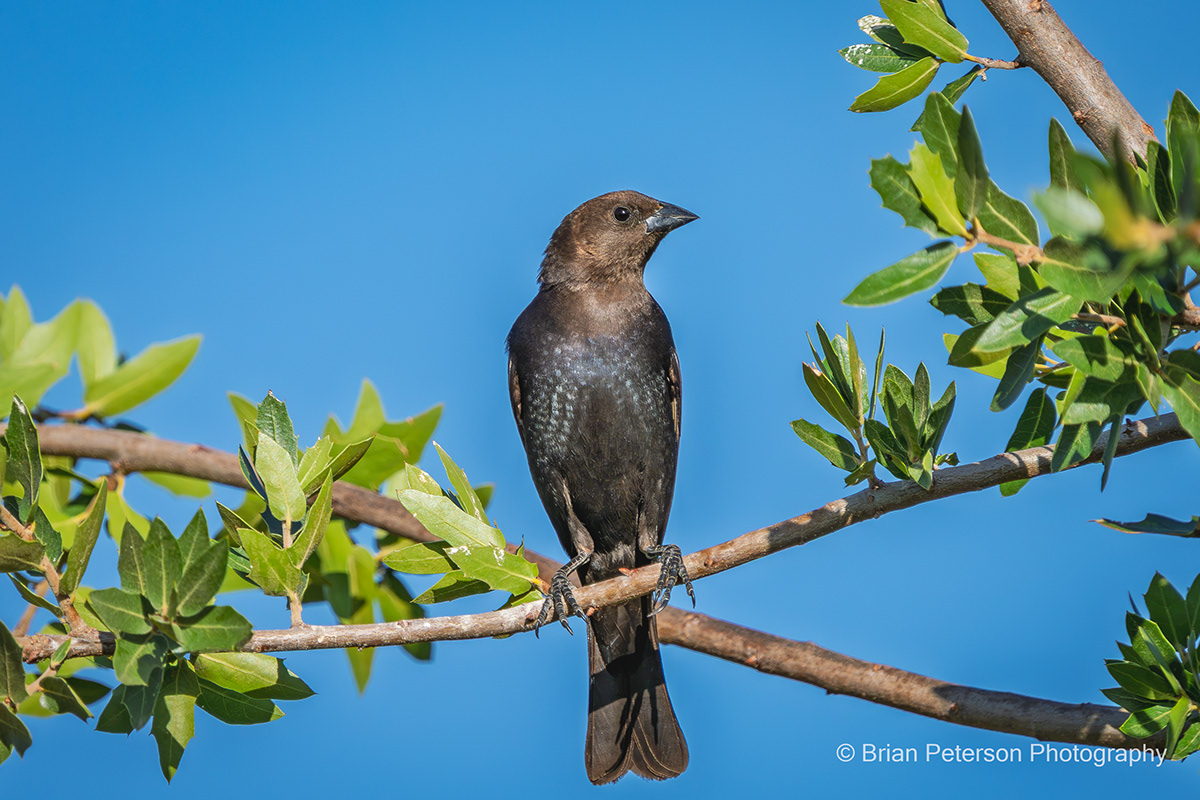 Brian Peterson Photography - Morning Visit to Ash Canyon 6/16/26