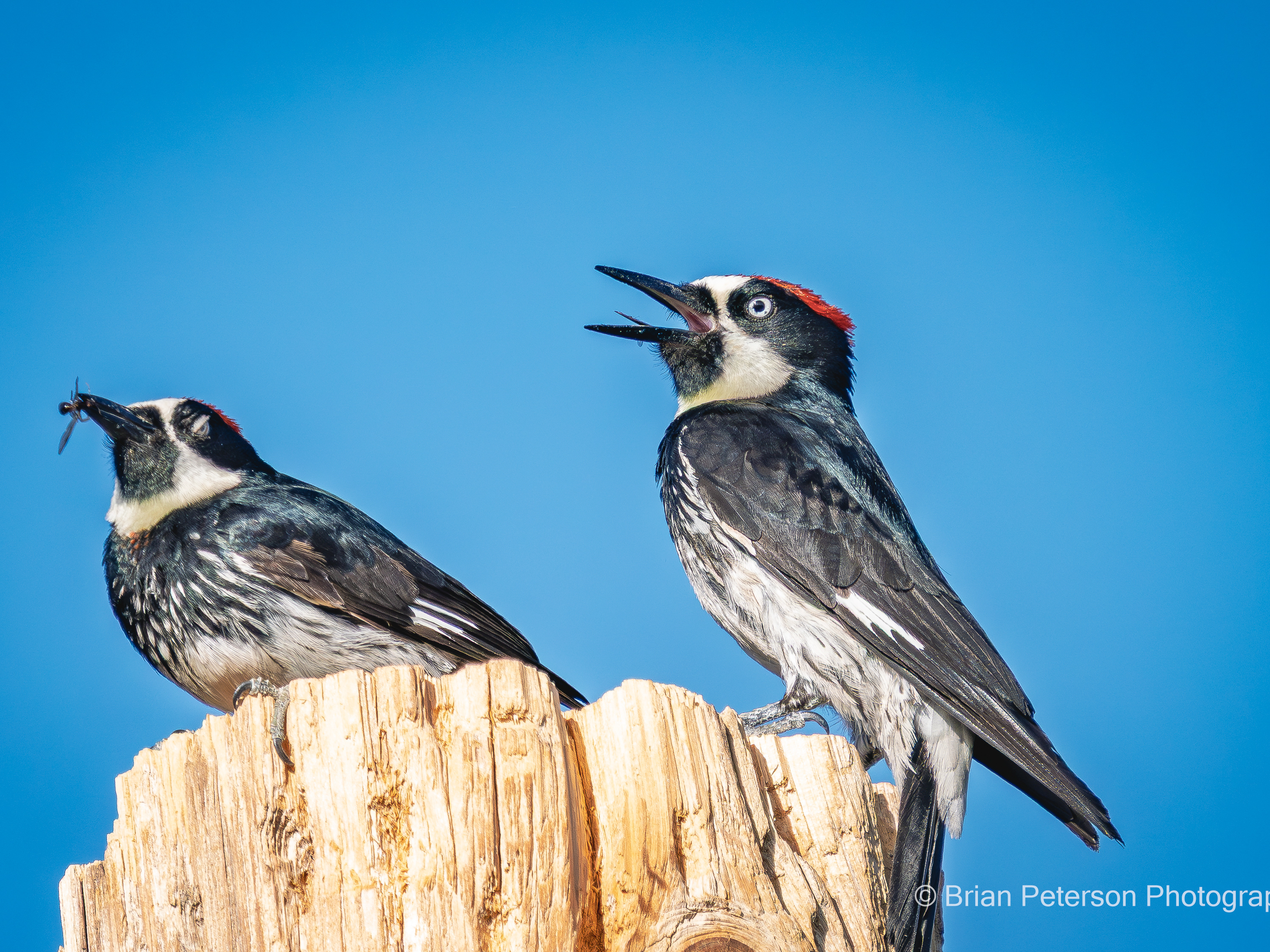 Brian Peterson Photography - Morning Visit to Ash Canyon 6/16/26