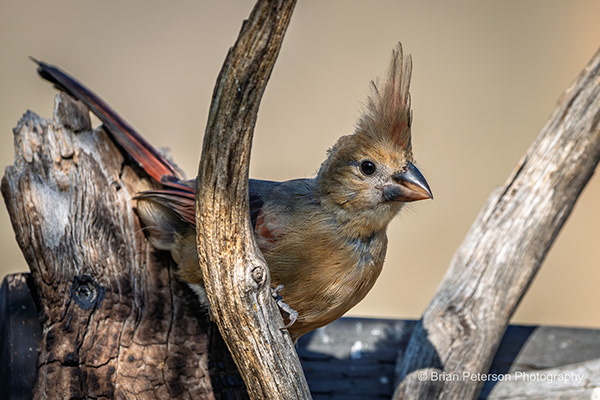 Brian Peterson Photography - Morning Visit to Ash Canyon 6/16/26
