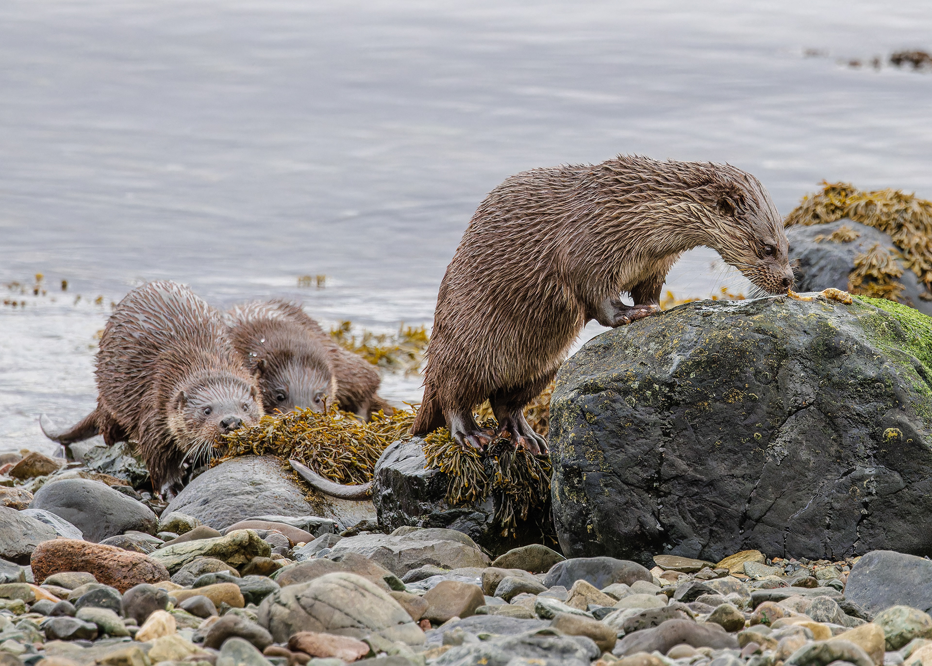 Andy Nayler Photography - Otters