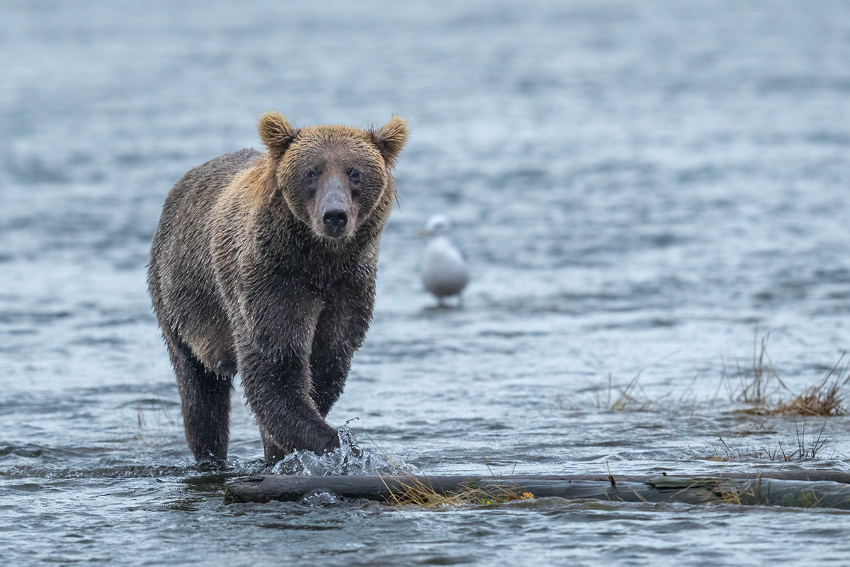 Ed Dailey - 2022 Alaska