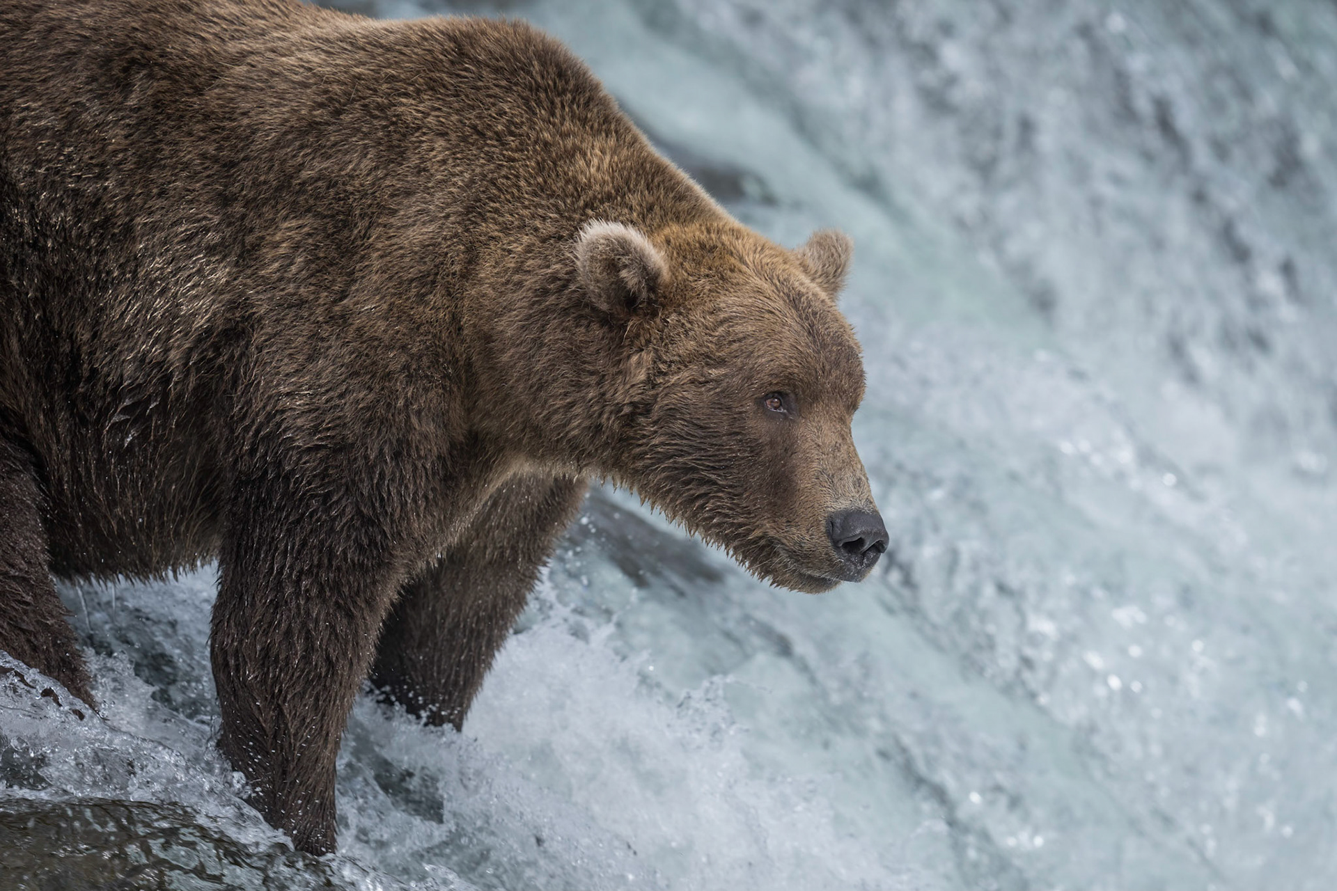 Ed Dailey - 2022 Alaska