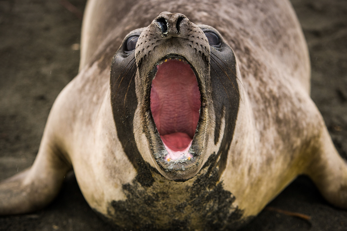 Jeff Schewe - Antarctica