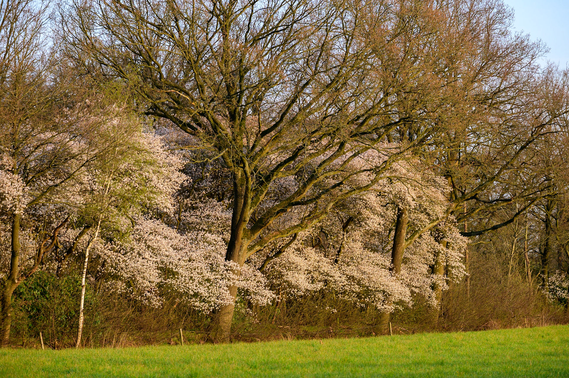 Natuurfotografie Fred van Wijk - Van winter naar lente