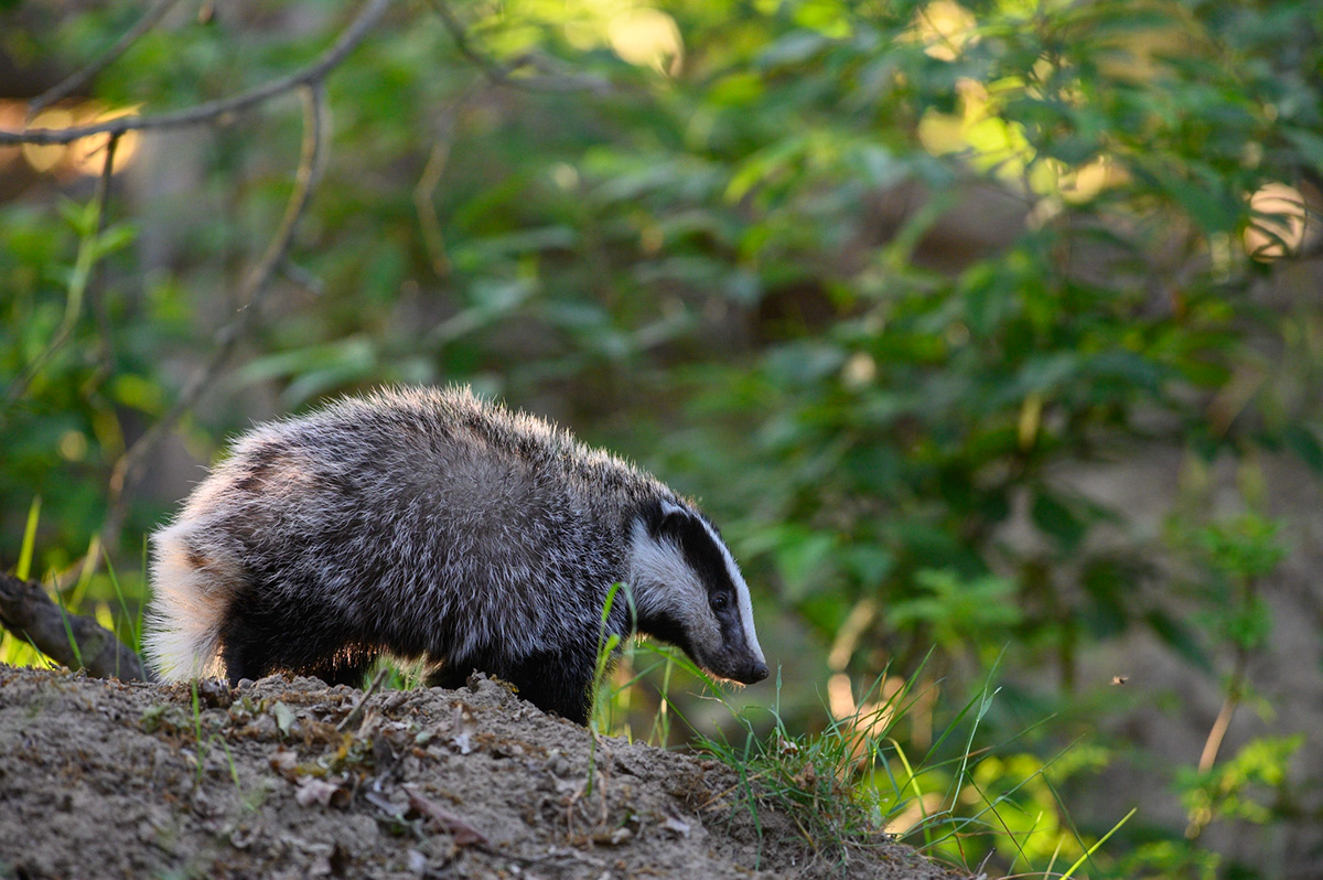 Natuurfotografie Fred van Wijk - Van winter naar lente