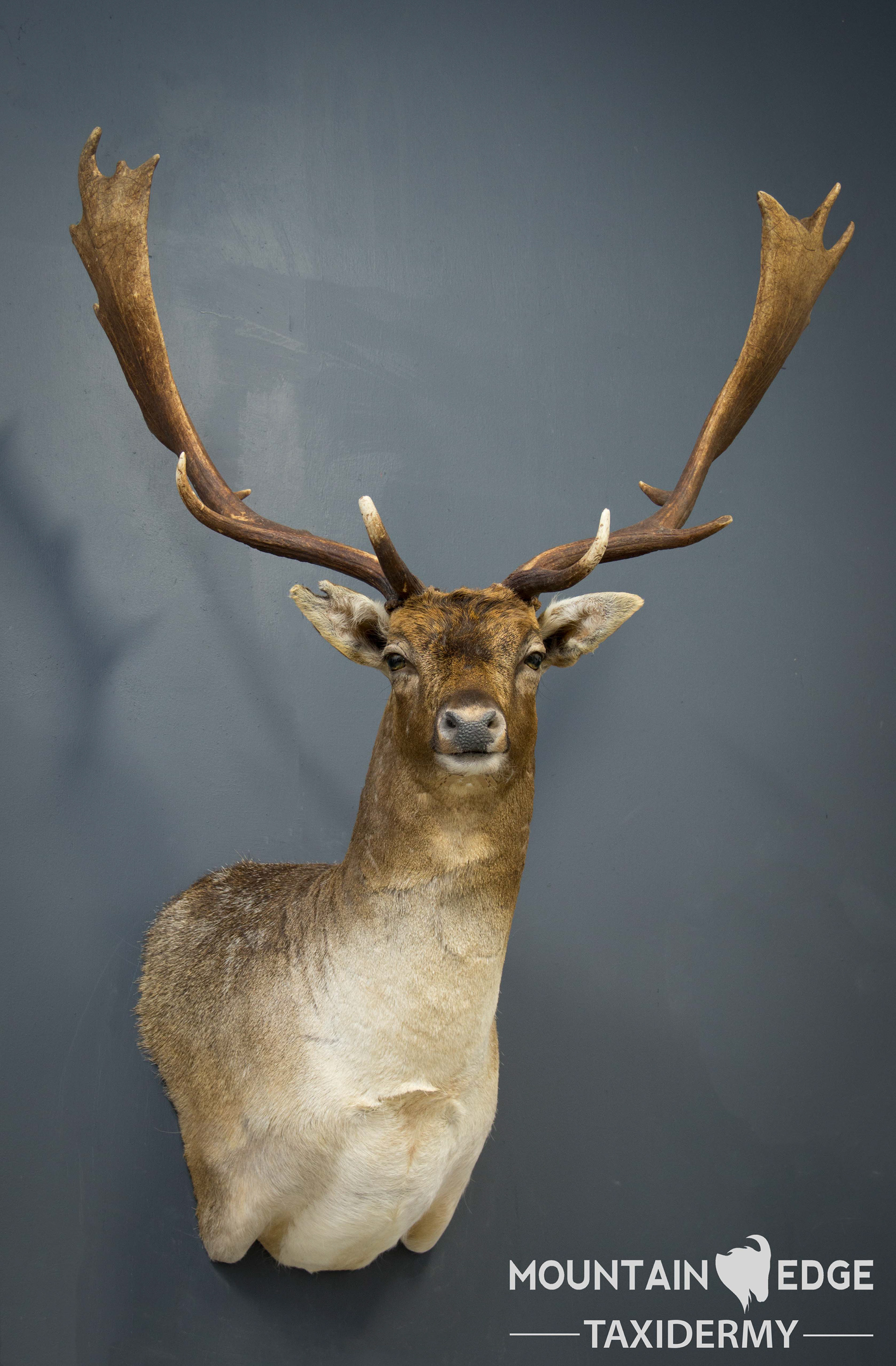 Mountain Edge Taxidermy - Offset Shoulder Mount
