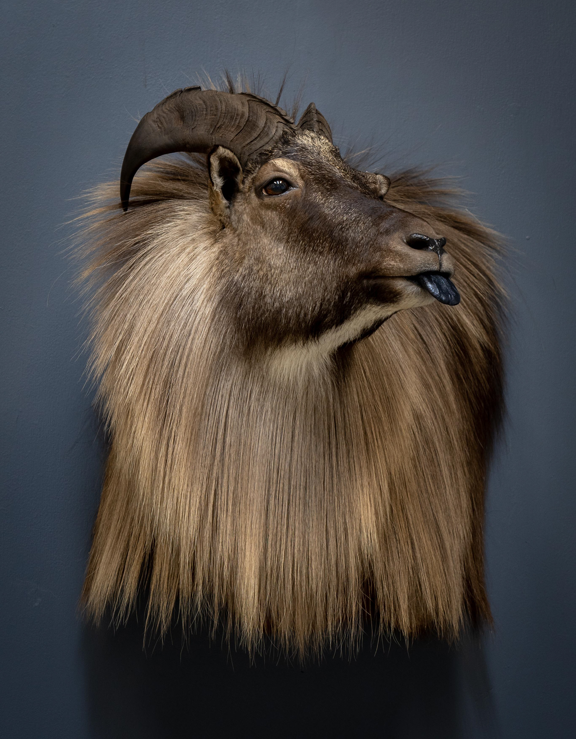 Mountain Edge Taxidermy - Tahr