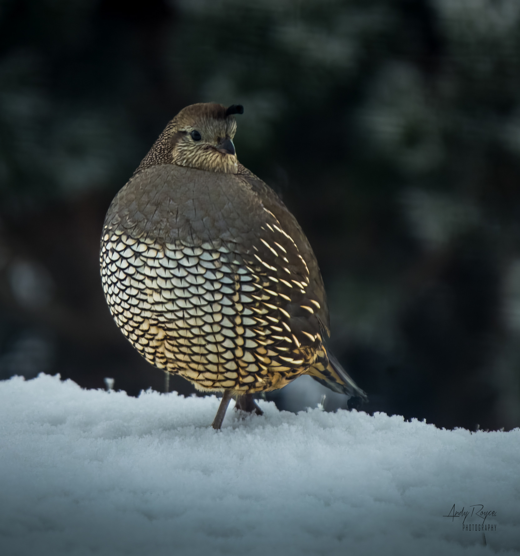 Andy Royce - Male and Female California Quail