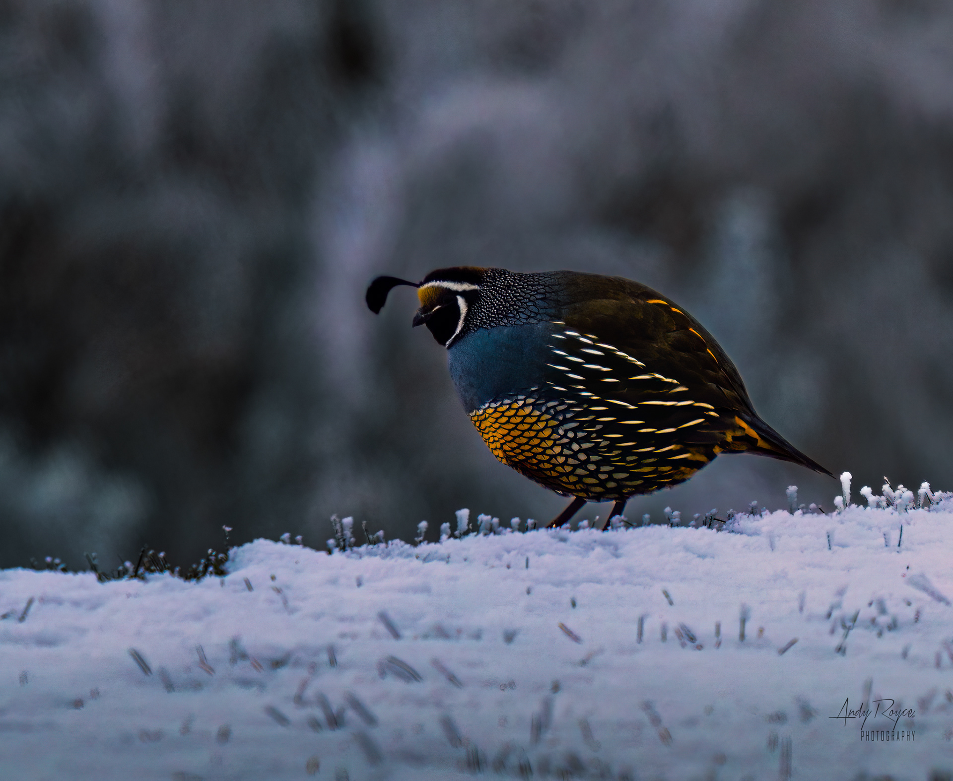 Andy Royce - Male and Female California Quail