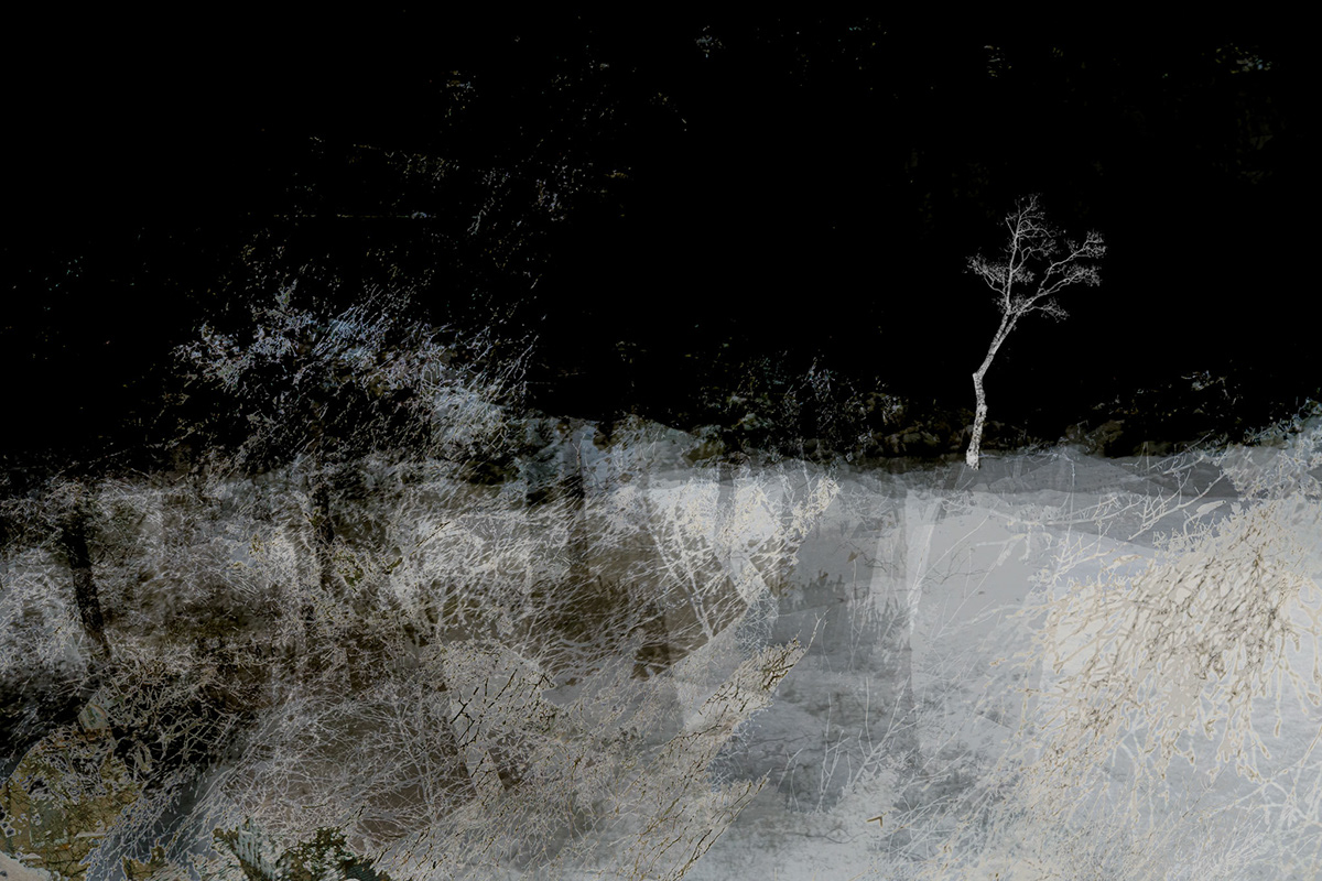 Hugh Ferguson - Arboreal Shifts