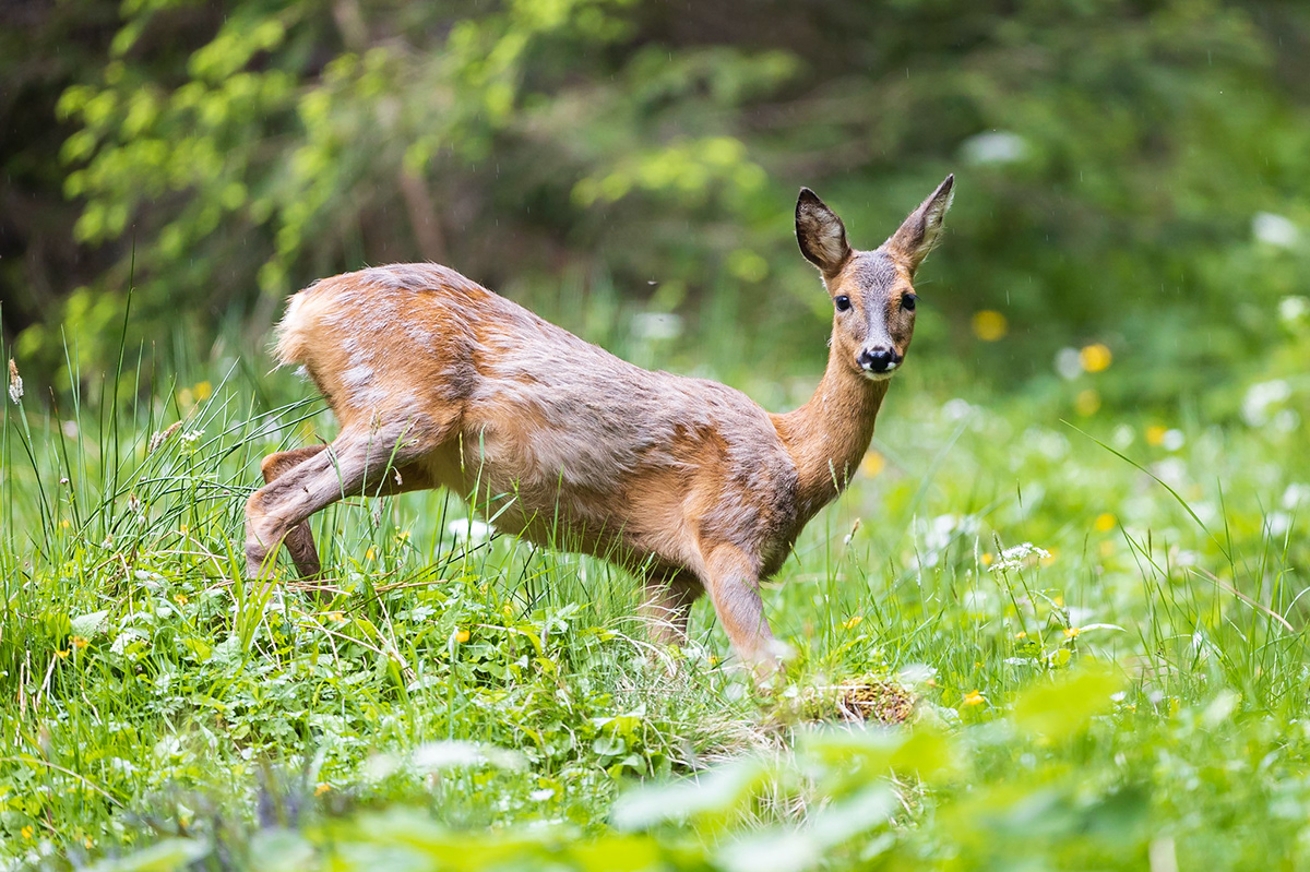 Marco Schütte | Fotografie - Rehwild