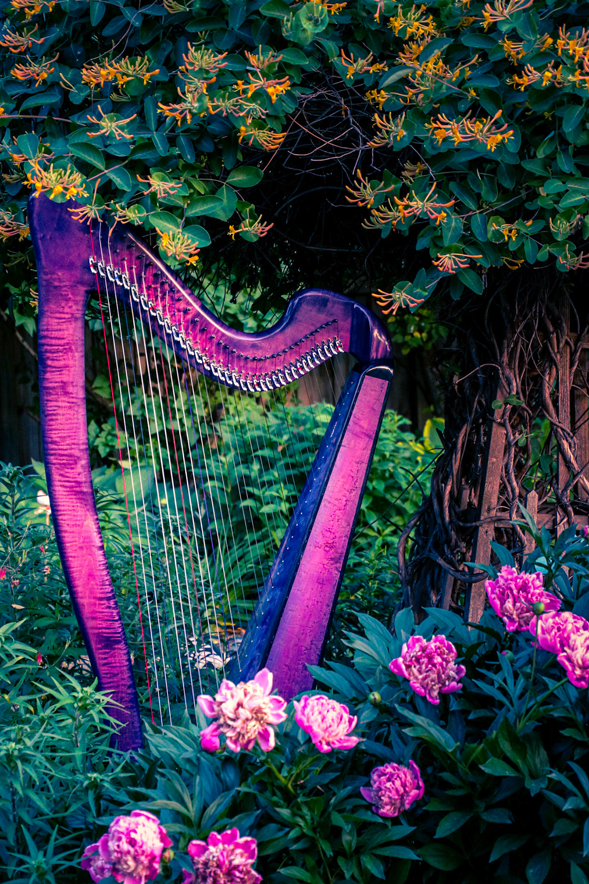 Musicmakers Harp Galleries - Galaxy Purple