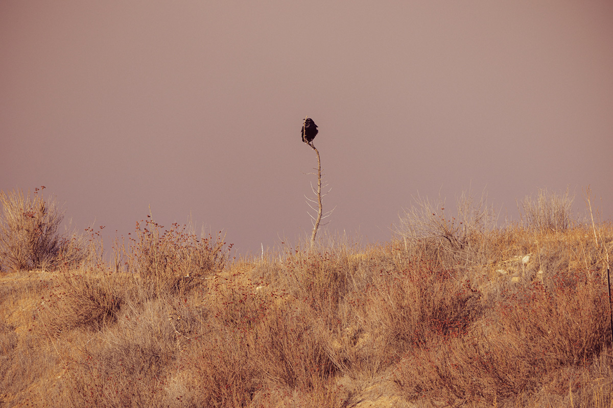 Kevin M. Gill Planetary Imaging - Birds and Wildlife