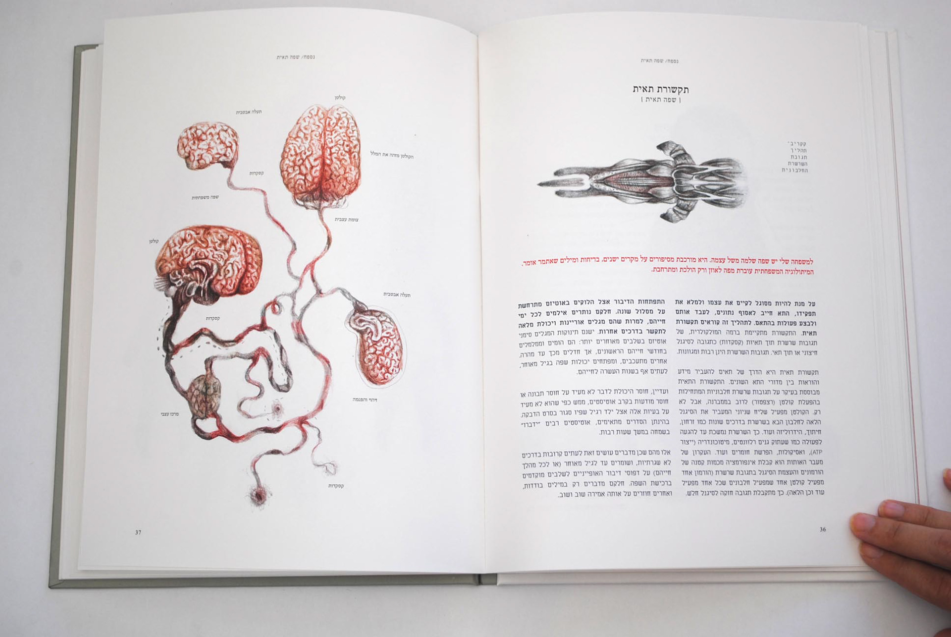 Maayan Galili - Family Dissection