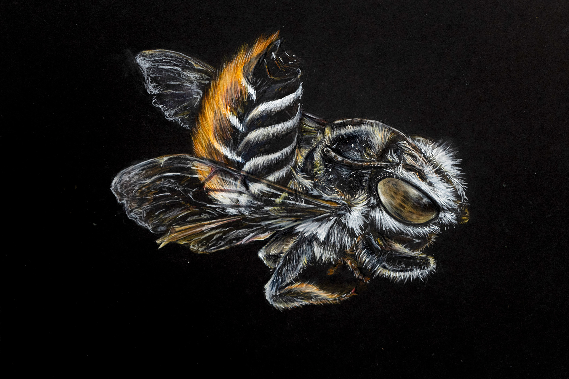 Kelly Stanford - Science Communicator and Artist - Hyper realistic ...