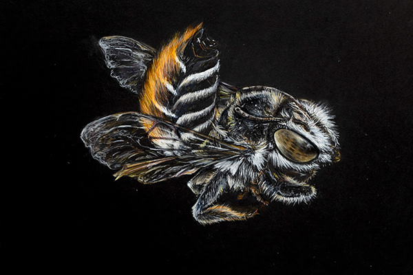Kelly Stanford - Science Communicator and Artist - Hyper realistic ...