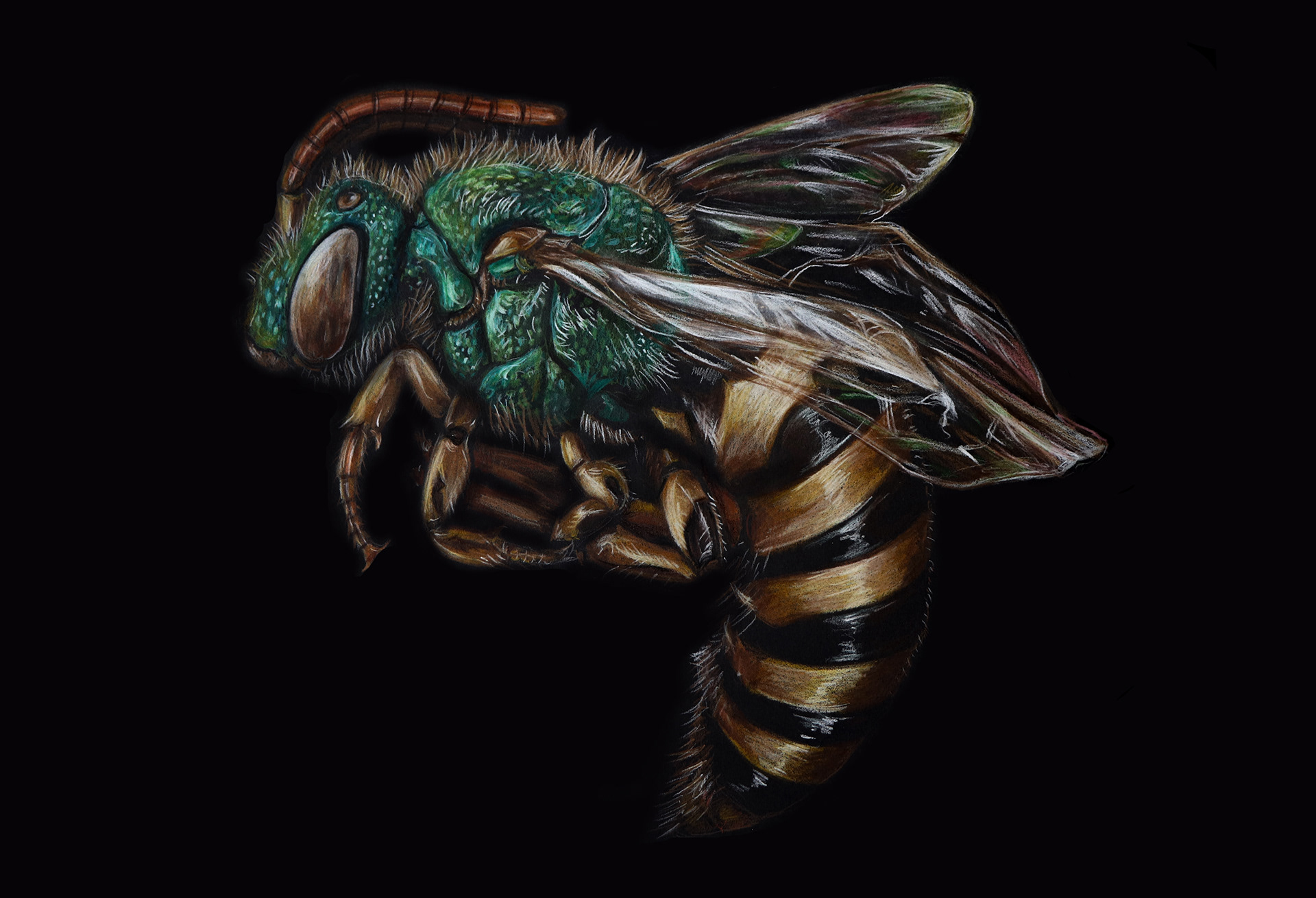 Kelly Stanford - Science Communicator and Artist - Hyper realistic ...