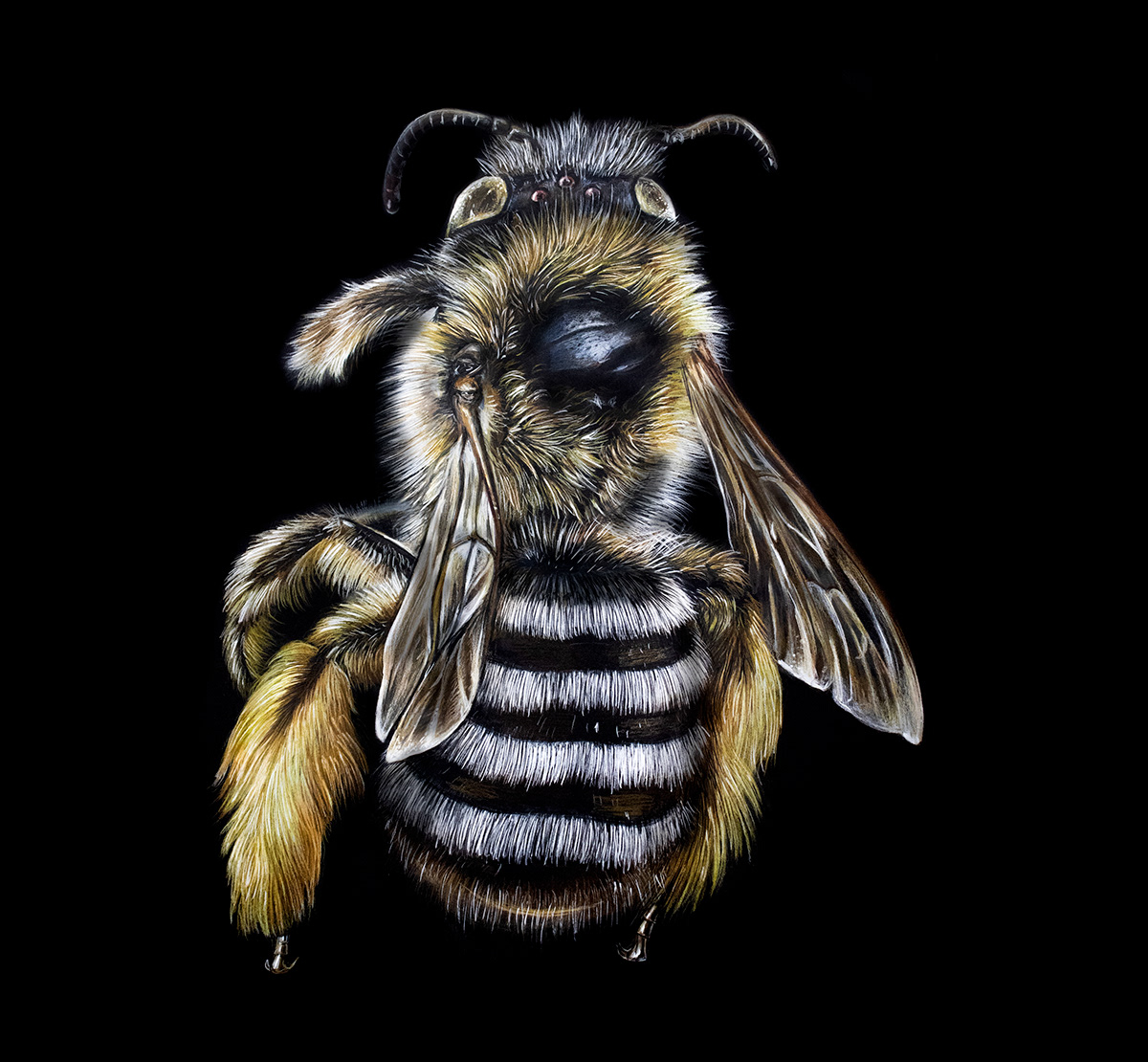 Kelly Stanford - Science Communicator and Artist - Hyper realistic ...