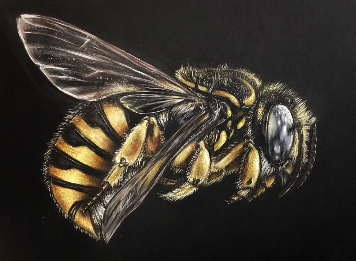 Kelly Stanford - Science Communicator and Artist - Hyper realistic ...