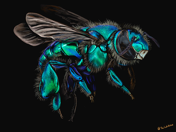 Kelly Stanford - Science Communicator and Artist - Hyper realistic ...