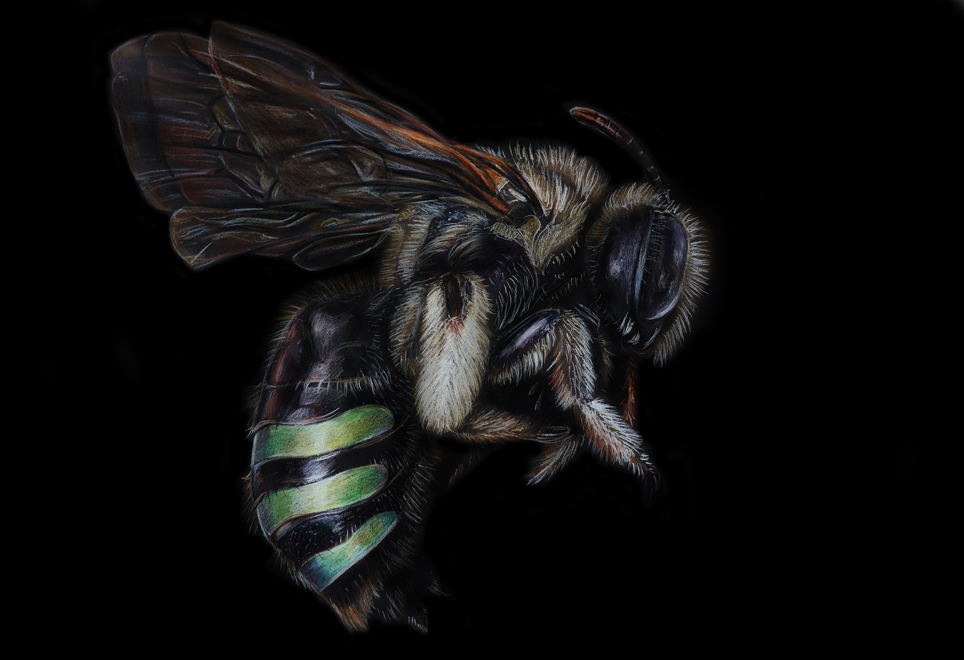 Kelly Stanford - Science Communicator and Artist - Hyper realistic ...