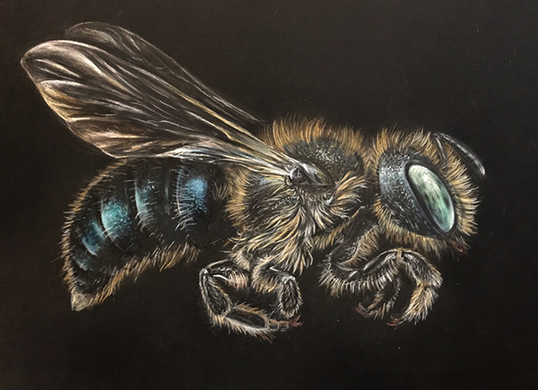 Kelly Stanford - Science Communicator and Artist - Hyper realistic ...