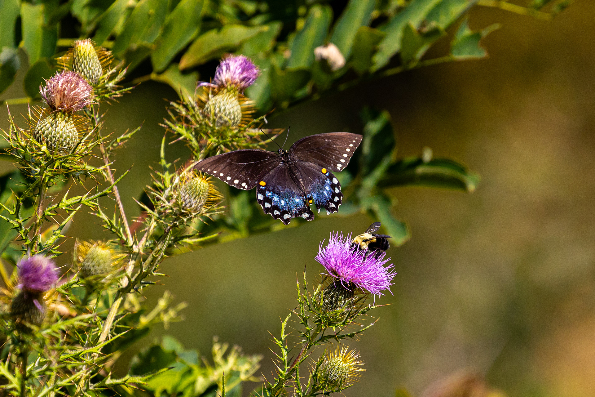 Kayleigh Ann Archbold