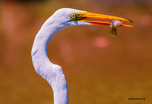 robin stewart - Wildlife + Gallery