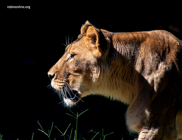 robin stewart - NC Zoo