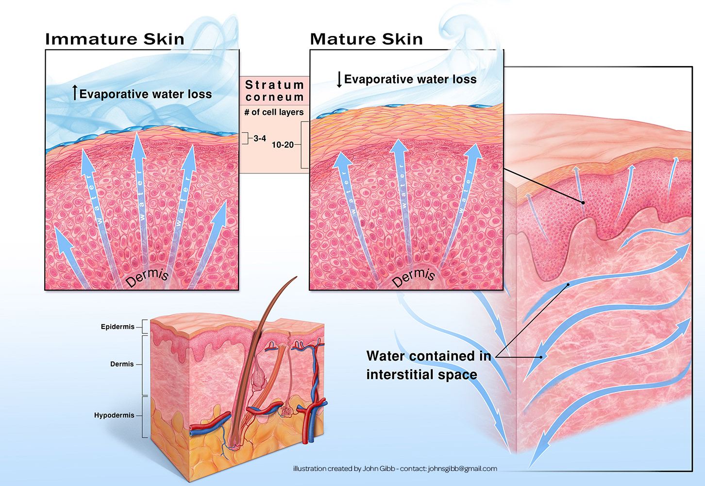 John Gibb - Water Loss through Skin