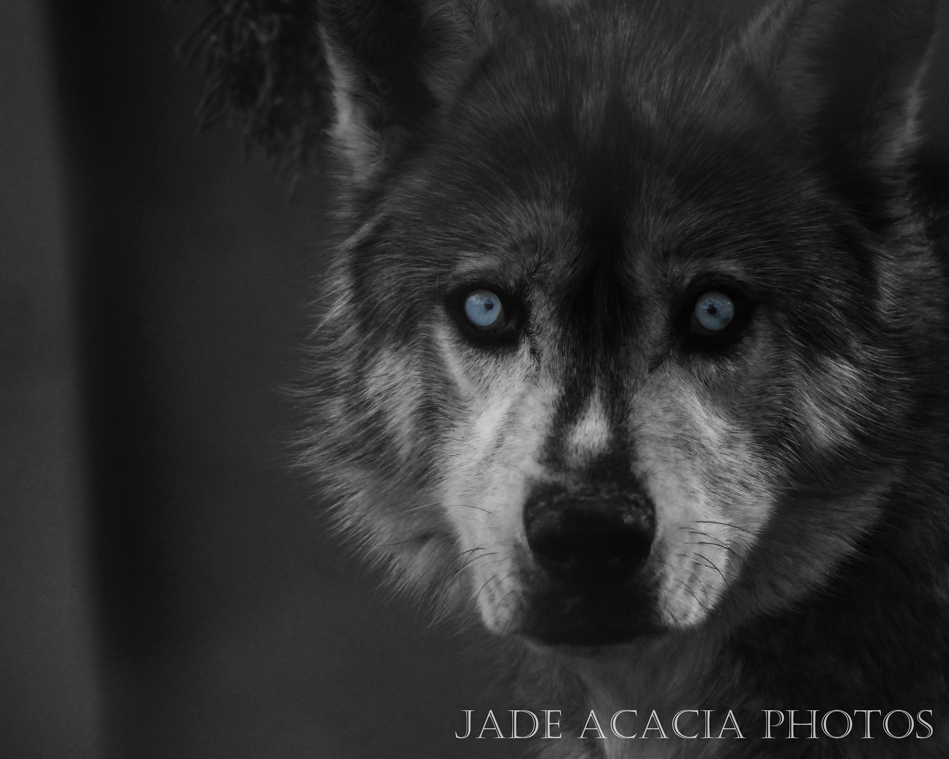 Jade Acacia Photos - Wolf Photography