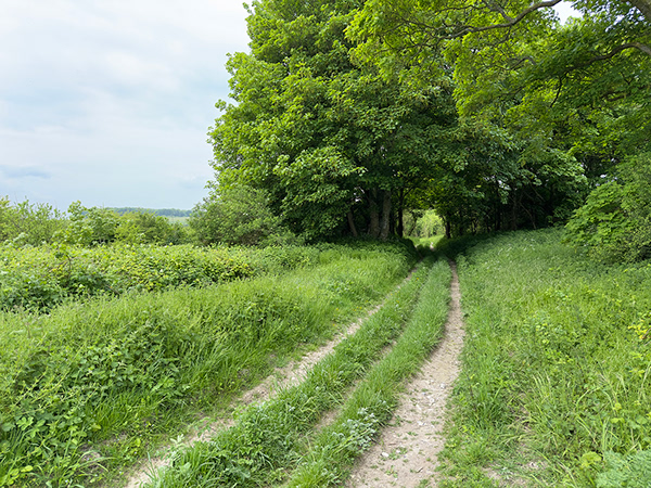 SPTA: A Landscape In Service - SPTA East: Bulford and Tidworth Ranges