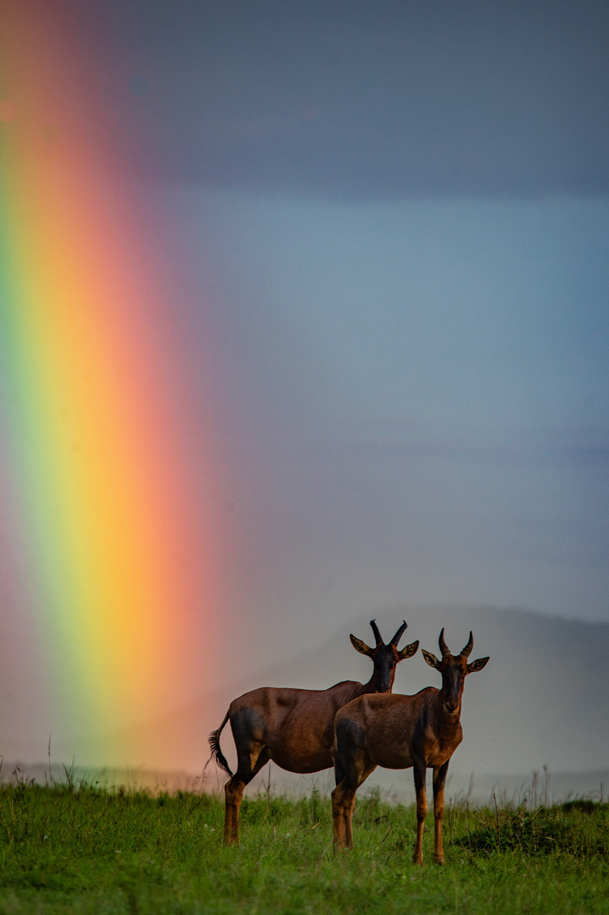 Peter Muigai - My Gallery