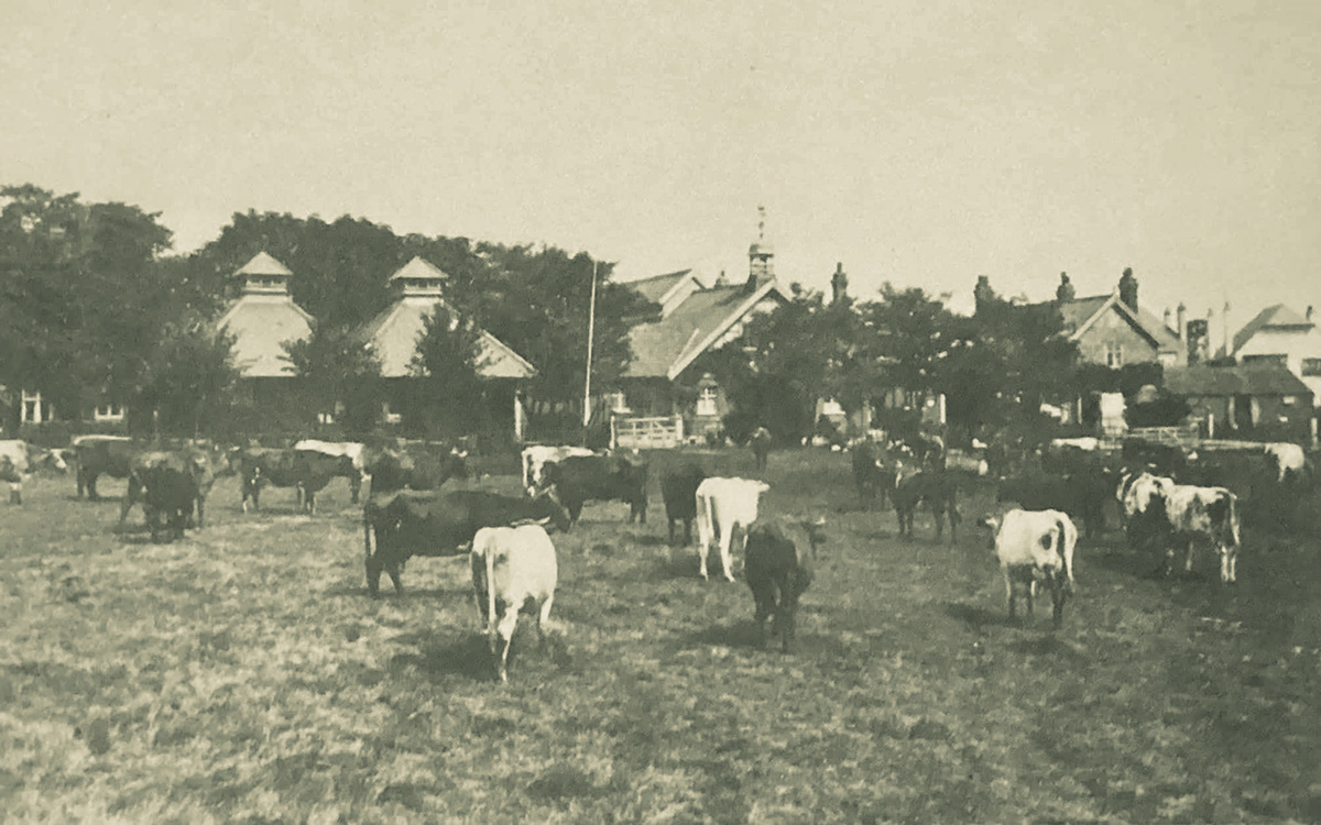 Express Dairy Tales - College Farm, Finchley