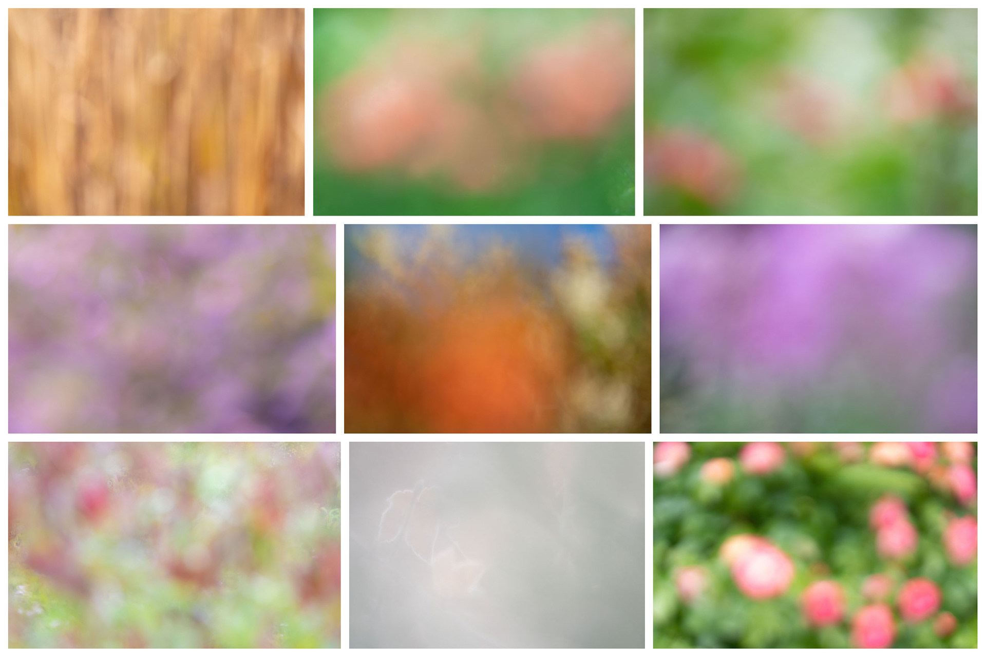Molly Hollman - Pack 5 - Plant Overlays - 17 Overlays