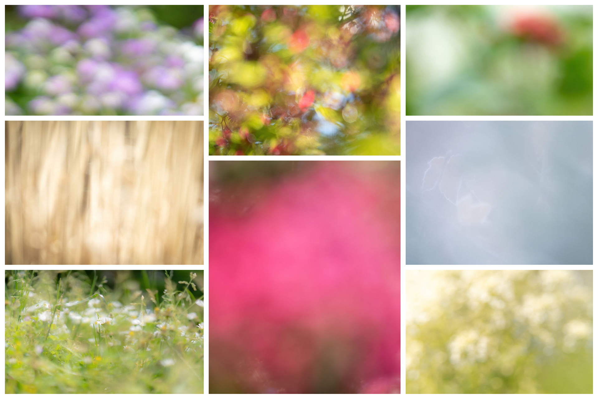 Molly Hollman - Pack 5 - Plant Overlays - 17 Overlays