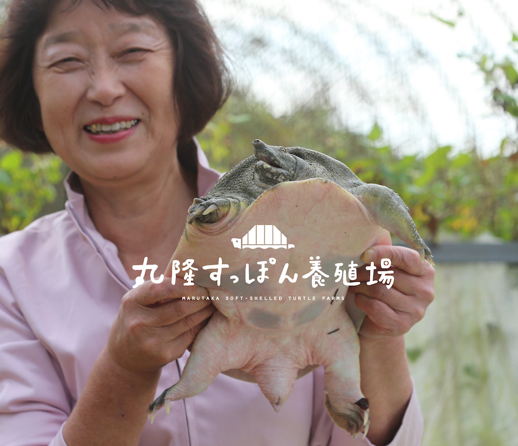 草草社｜sousousha - 丸隆すっぽん養殖場｜Marutaka Soft-shelled Turtle Farms