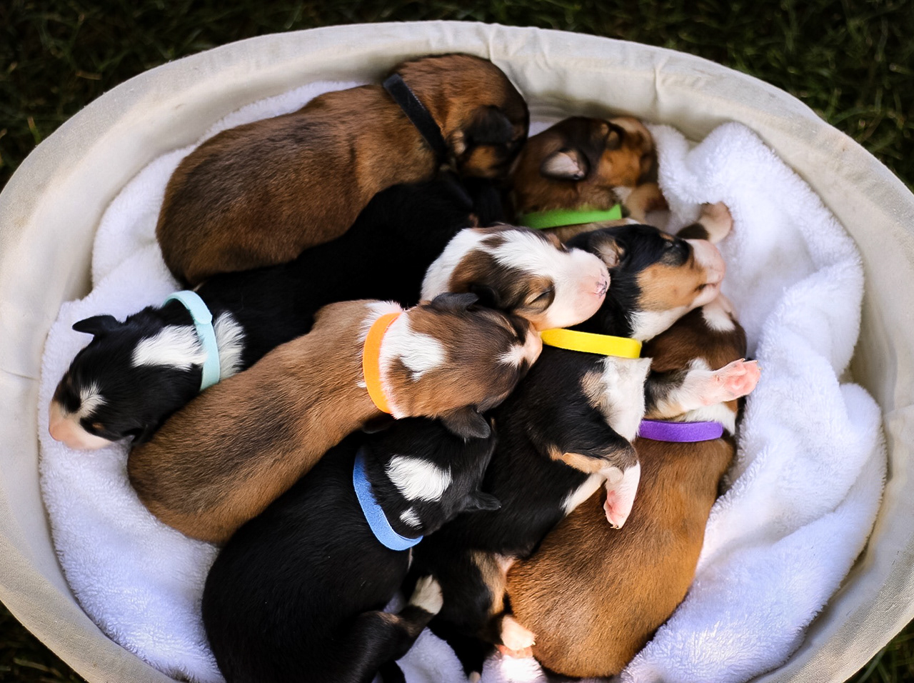 Stroud Family Farm | English Shepherds