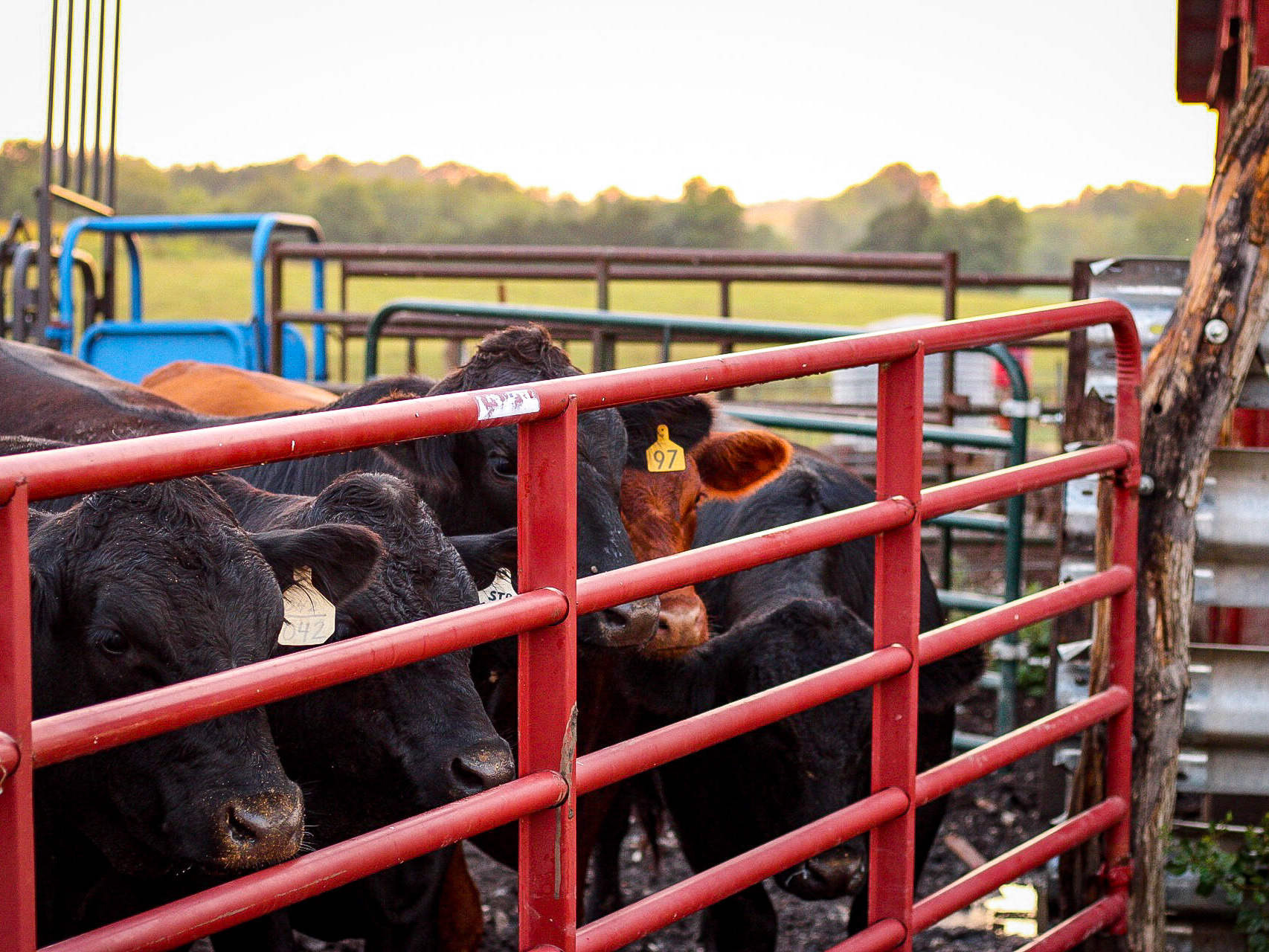 Stroud Family Farm | English Shepherds