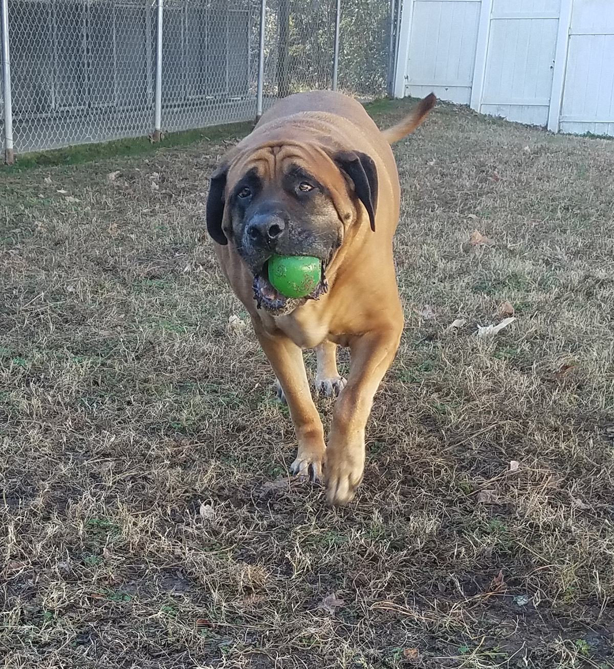 Hunt Club Kennel - Dog Boarding
