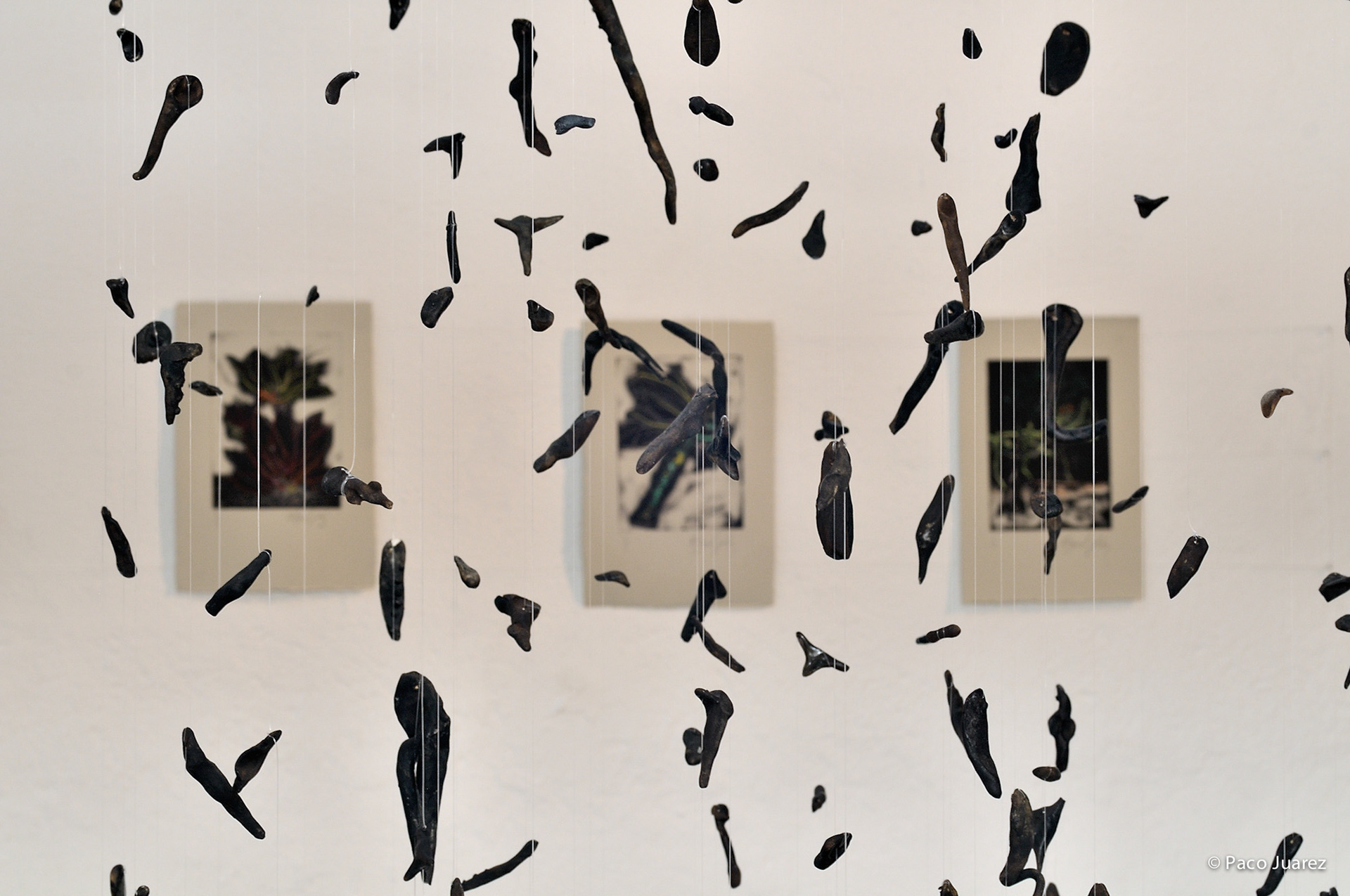 Paco Juarez - Exhibition, Climate Change, register of pieces